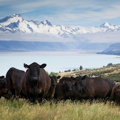 Chefs Choice partner - Angus Pure Beef